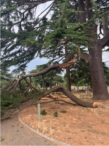 Large Cedar tree limbs down outside the front of the old chapels ...