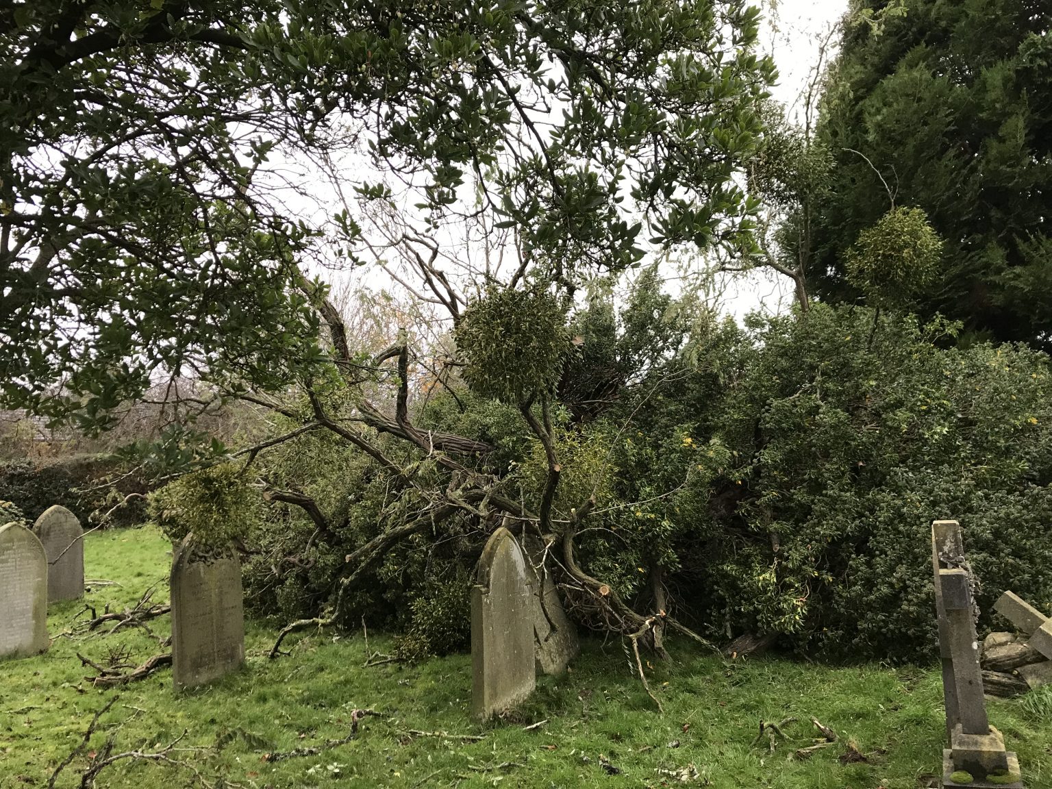 Notice - Fallen tree - Cheltenham Borough Council bereavement services